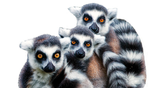 Lemuri: gli spiriti della notte nel Madagascar | infoSOStenibile