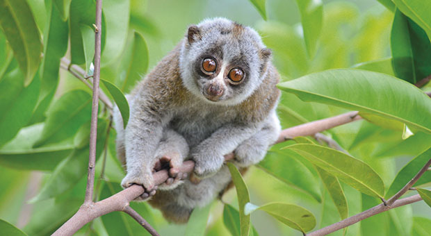 Lemuri: gli spiriti della notte nel Madagascar | infoSOStenibile